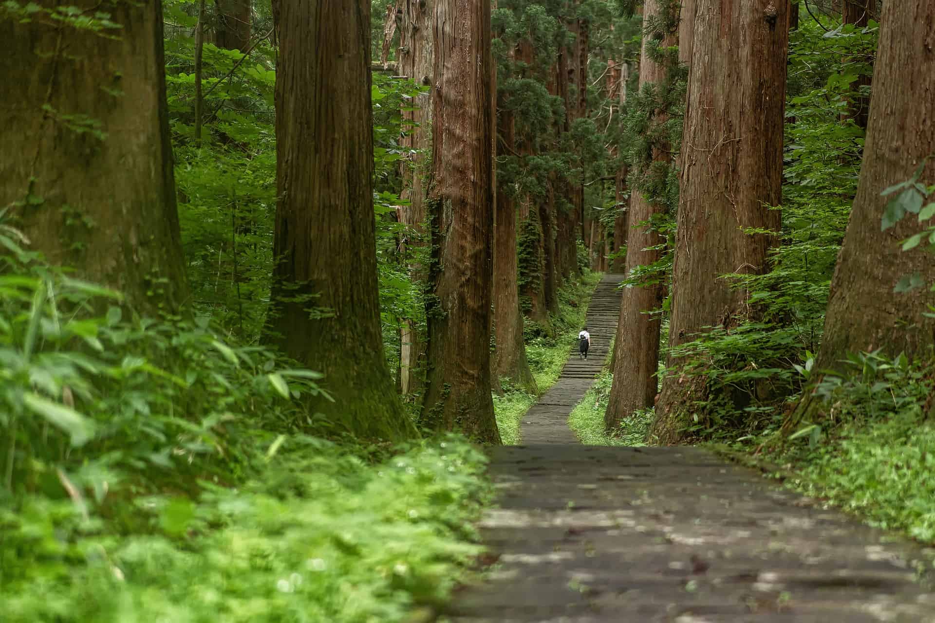 Forest Bathing — The Japanese Practice Of Shinrin-Yoku